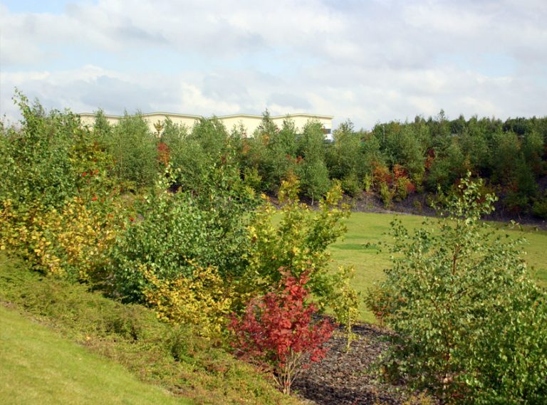 Landscape Management – Bea Landscape Design Limited